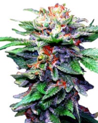 Premium Panama Red Cannabis Seeds | Growers Choice Seeds
