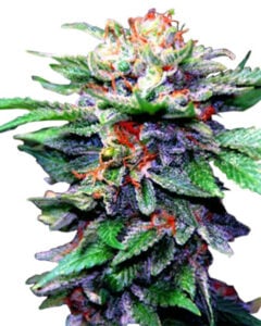 Freakshow Strain Cannabis Seeds | Growers Choice Seeds