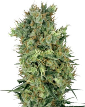 Premium Freakshow Cannabis Seeds | Growers Choice Seeds