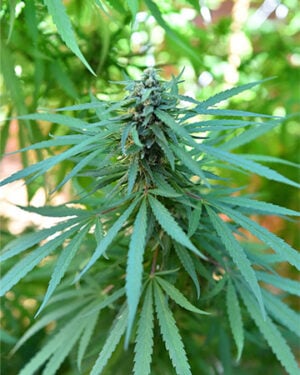 Premium Blueberry Caviar Cannabis Seeds