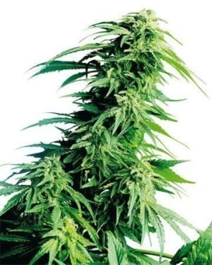 Premium Freakshow Cannabis Seeds | Growers Choice Seeds