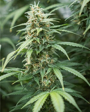 Freakshow Strain Cannabis Seeds | Growers Choice Seeds