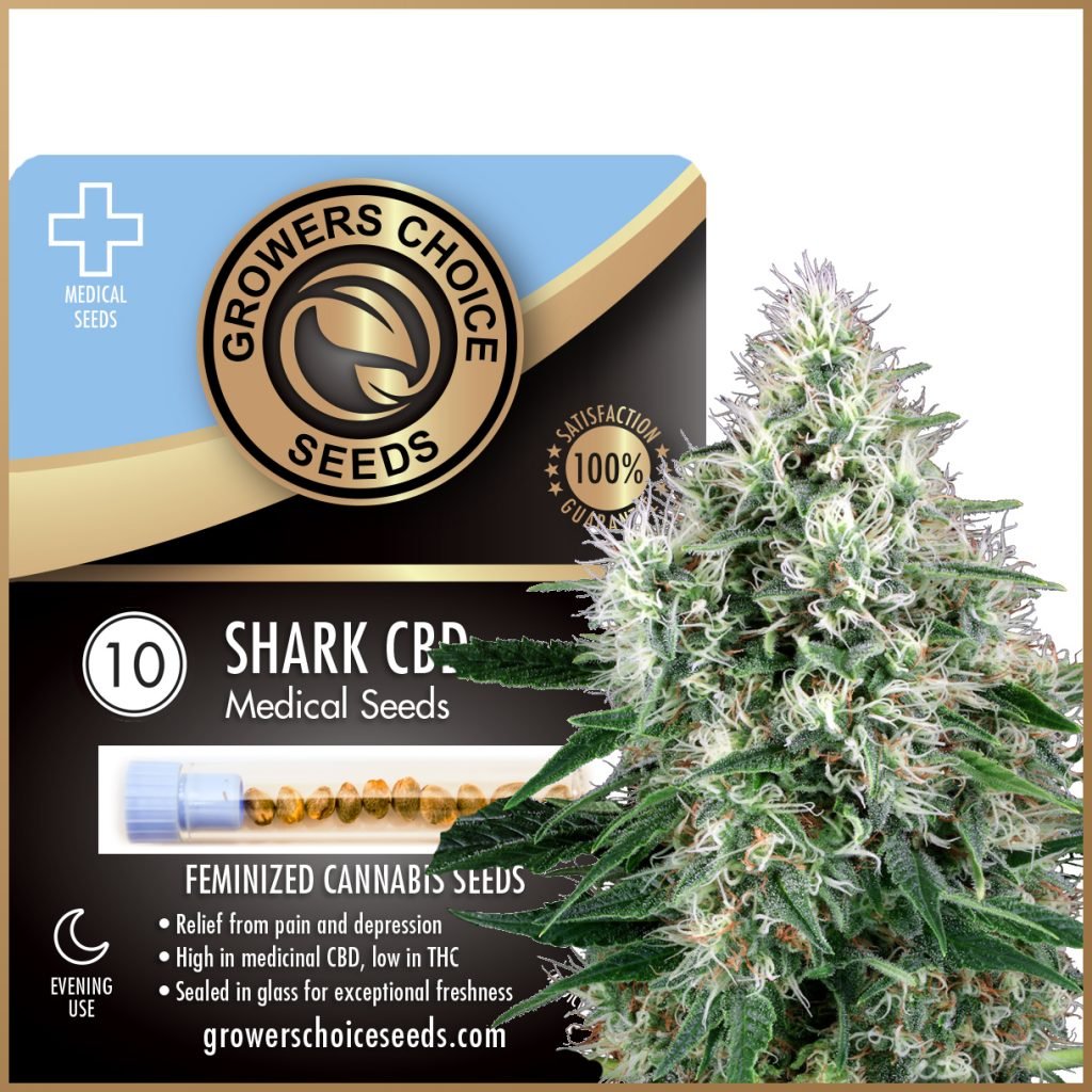High-Grade CBD Shark Cannabis Seeds
