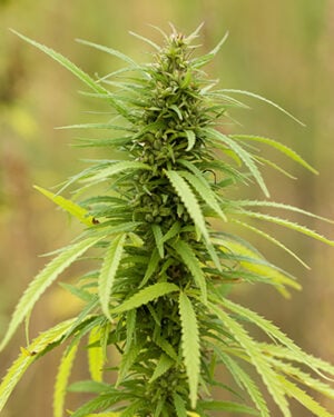 Freakshow Strain Cannabis Seeds | Growers Choice Seeds