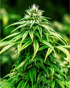 Premium Hella Jelly Seeds | Growers Choice Seeds
