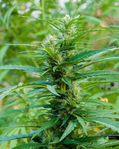 Baja Blast Seeds | Growers Choice Seeds