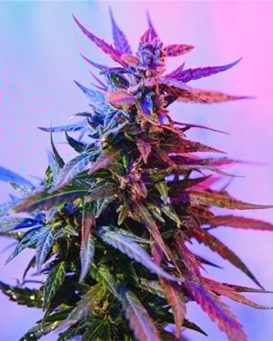 Premium Panama Red Cannabis Seeds | Growers Choice Seeds