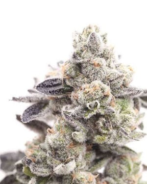 Premium Freakshow Cannabis Seeds | Growers Choice Seeds
