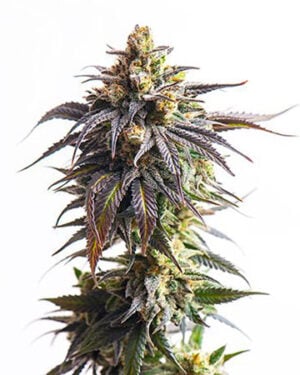 Superior Nebula Auto Cannabis Seeds