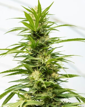 5 Fastest Growing Autoflowering Cultivars | Growers Choice