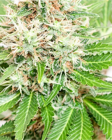 High-Grade Khalifa Kush Cannabis Seeds