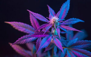 What Cannabis Strains Are 100% Pure Indica | Growers Choice