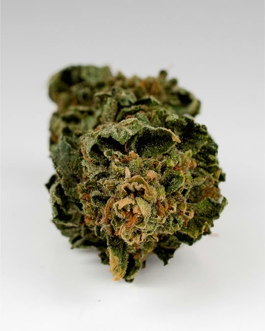 Mother Gorilla Seeds | Growers Choice Seeds