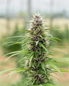 Cannabis Seeds | Growers Choice Seeds
