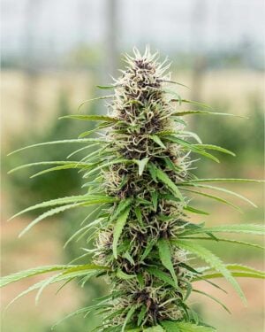 Cannabis Seeds | Growers Choice Seeds